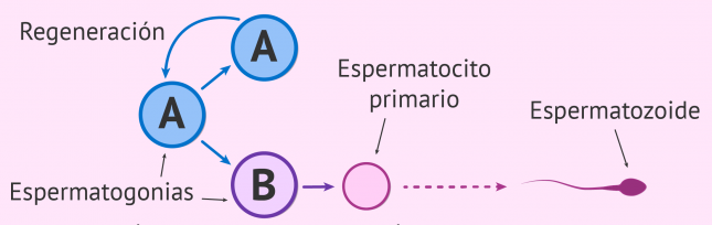 ¿De dónde vienen mis espermatozoides? - Bee-Potent.com